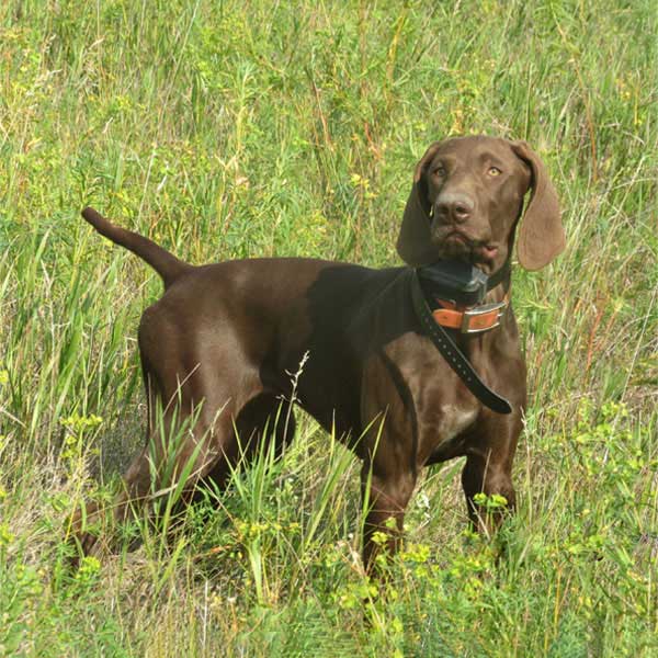 German Shorthaired Pointers For Sale - Belmar Kennel - Saskatchewan
